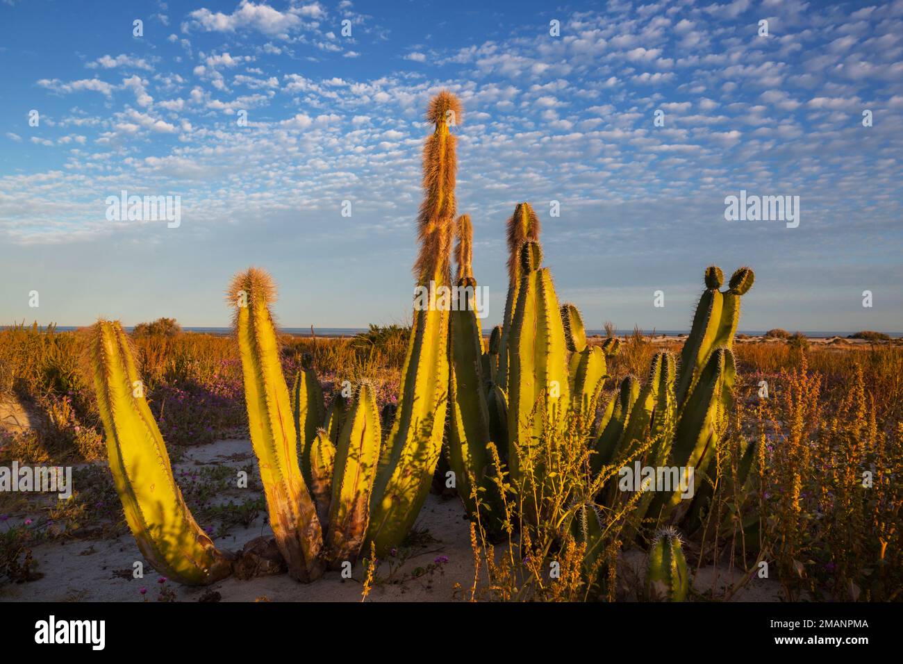 Cactus fields in Mexico, Baja California Stock Photo - Alamy