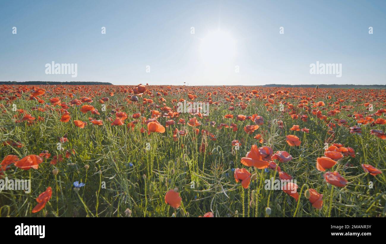A large field of red poppy flowers at sunset. Smooth movement Stock ...