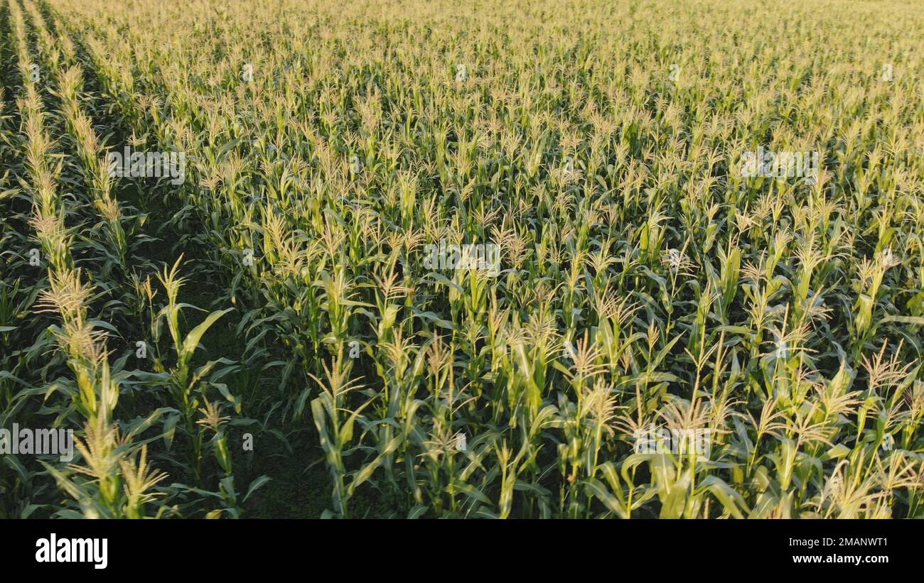 Corn young field. Seedlings planted in a row Stock Photo - Alamy