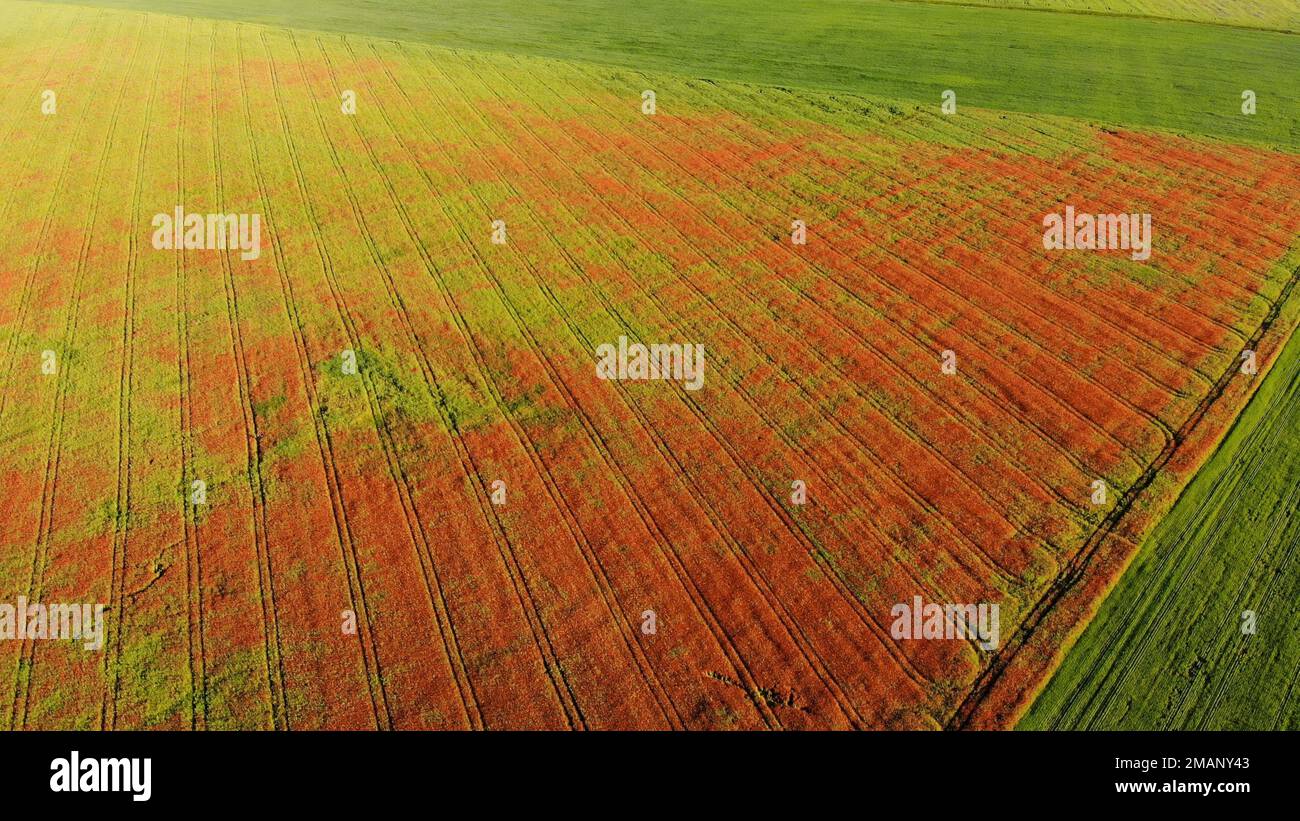 A red field of poppy flowers. Drone video Stock Photo - Alamy