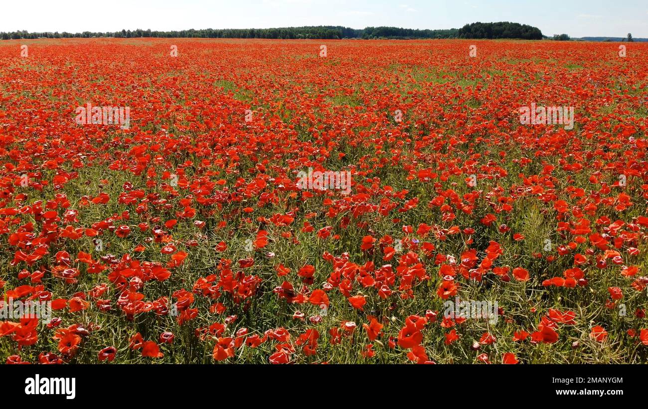 A red field of poppy flowers. Aerial view Stock Photo - Alamy