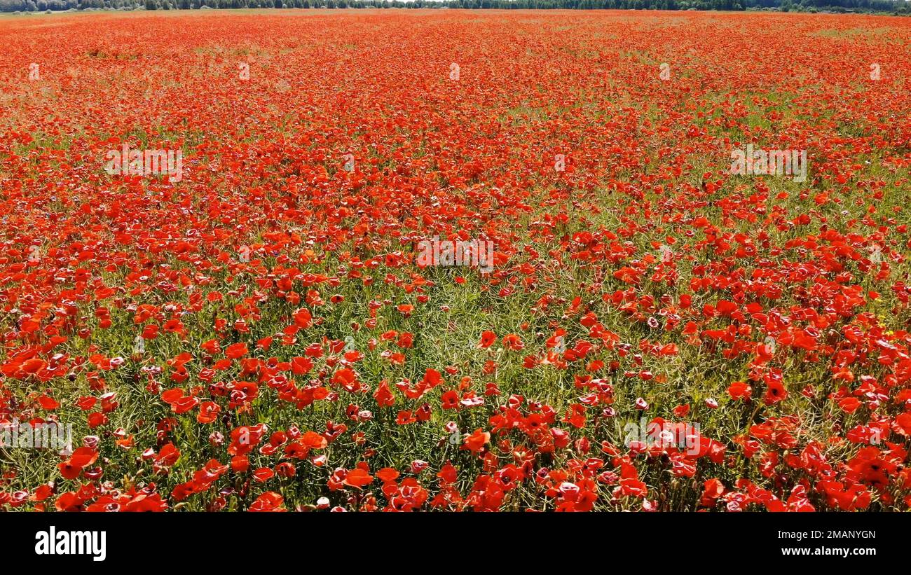 A red field of poppy flowers. Aerial view Stock Photo - Alamy