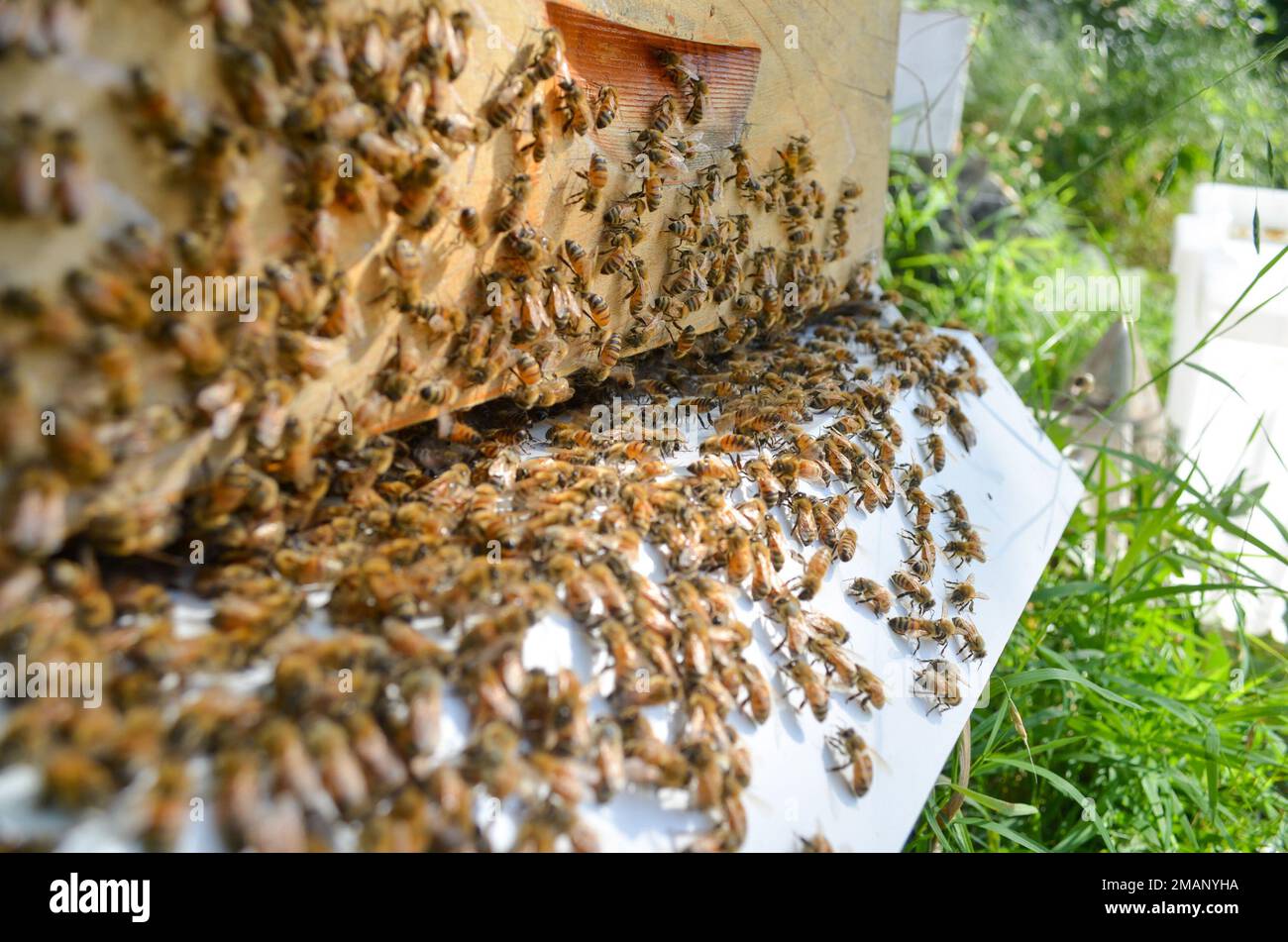 Honeybees are one of many types of pollinators in nature. They visit ...