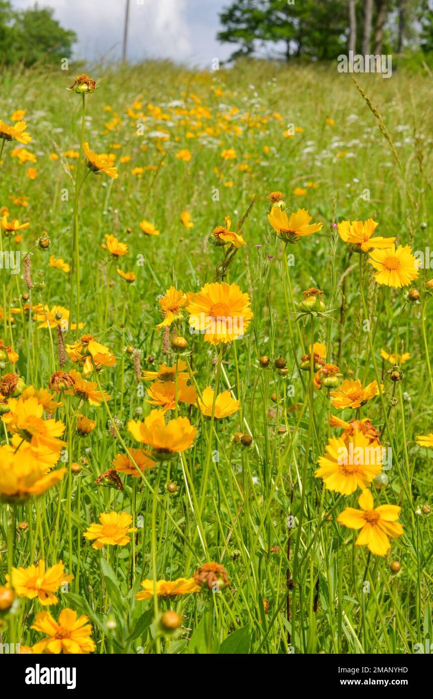The staff at Patoka Lake works to maintain a healthy crop of pollen ...