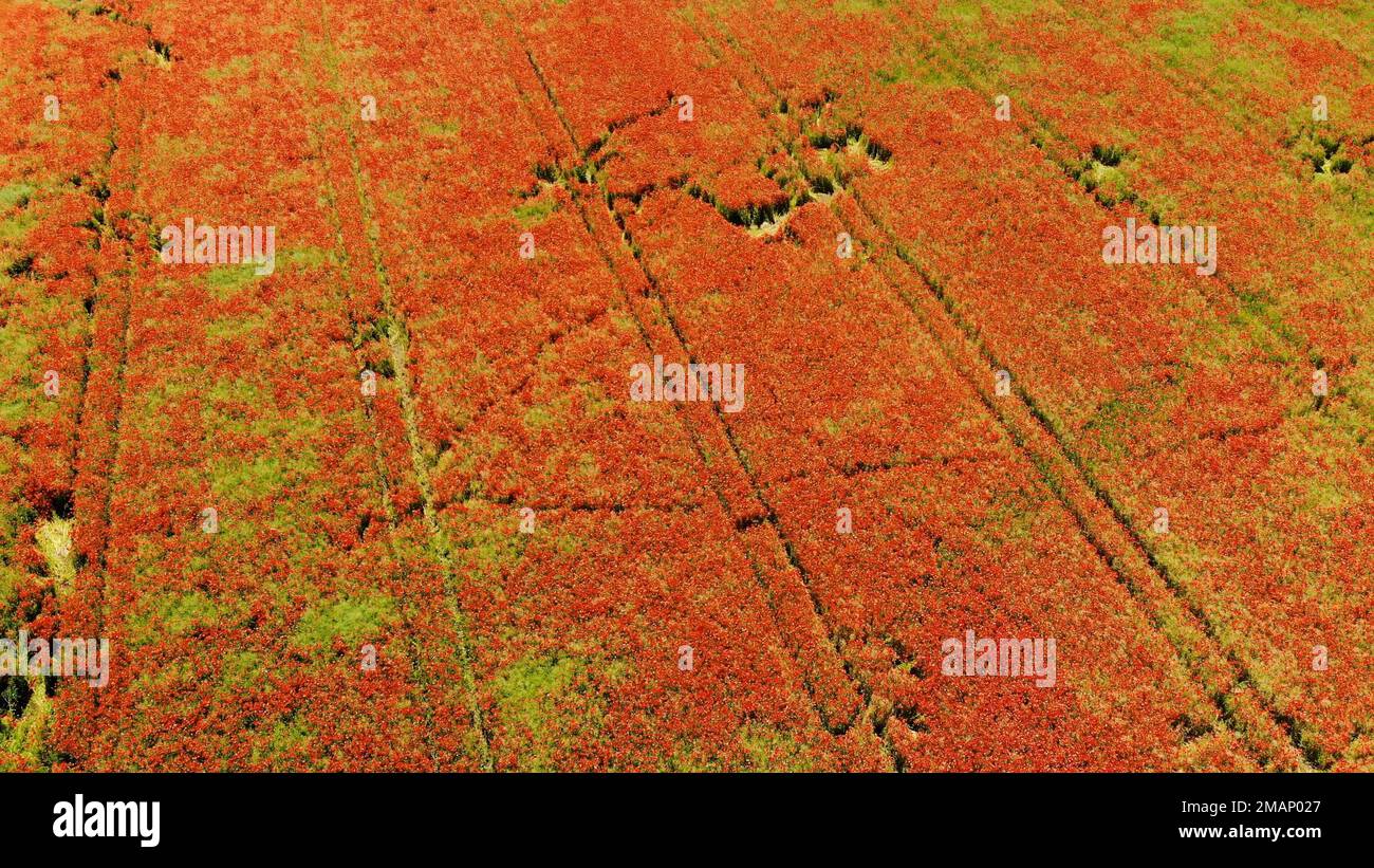 Video field poppies hi-res stock photography and images - Alamy