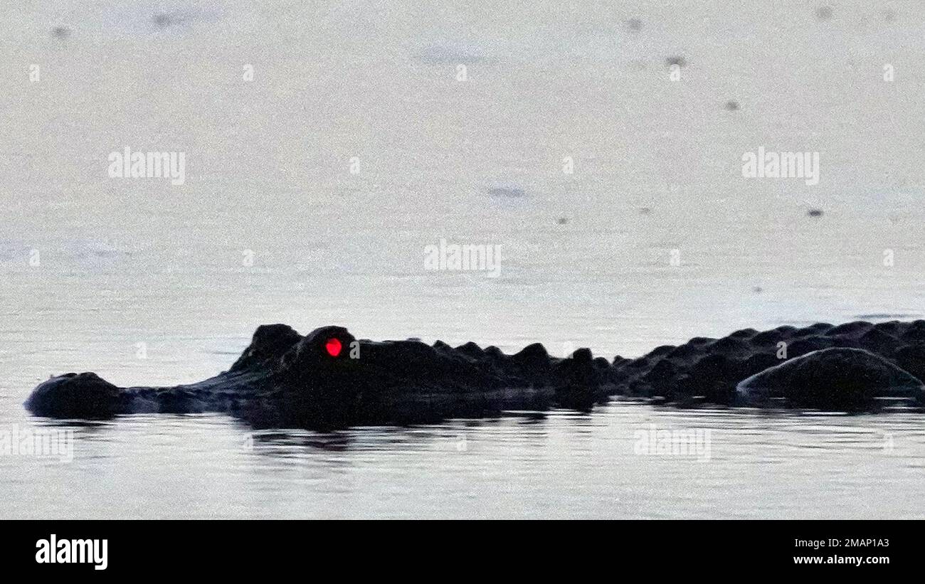 An alligator eye glows red as it cruises the shallow water looking for ...