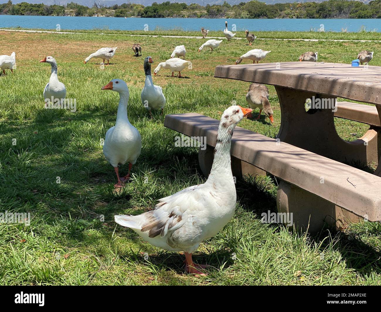 IRWINDALE, California – A gaggle of geese move freely through the Santa ...