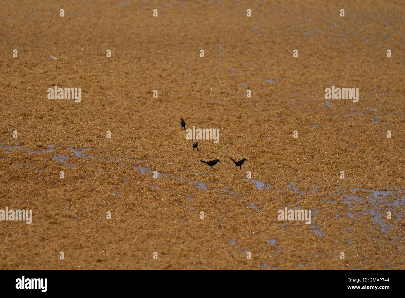Birds walk on sargassum seaweed floating on the Caribbean Sea in Tulum ...