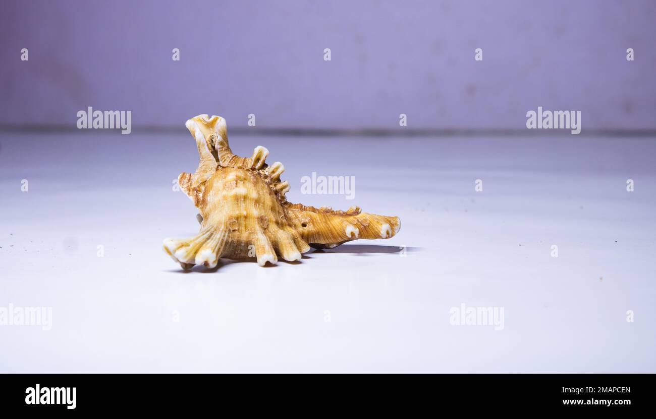murex shell, Murex is a genus of medium to large sized predatory ...