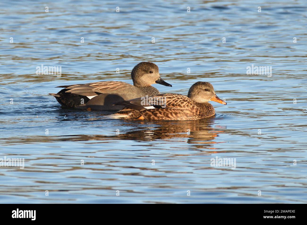 Male and female Gadwall Ducks (Mareca strepera) swimming on a lake in Hertfordshire, England, UK ...