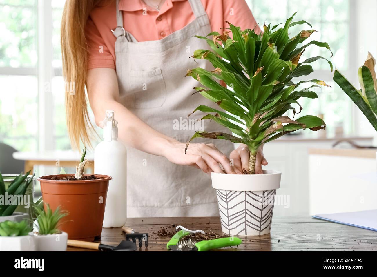 Houseplant diseases hi-res stock photography and images - Alamy