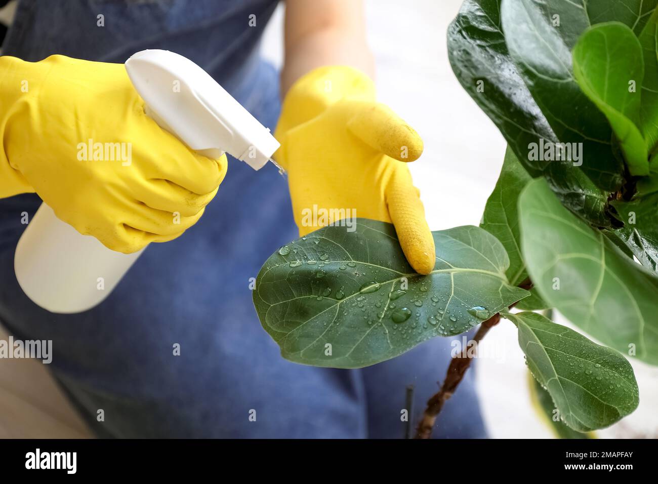 Woman spraying wilted houseplant at home, closeup Stock Photo - Alamy