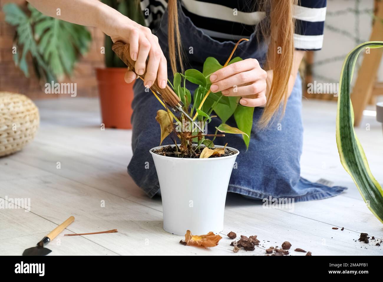Woman cutting branch of wilted houseplant at home, closeup Stock Photo ...