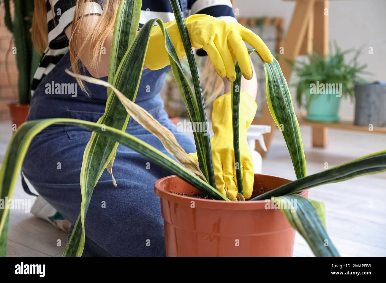 Woman with wilted houseplant on floor at home, closeup Stock Photo - Alamy
