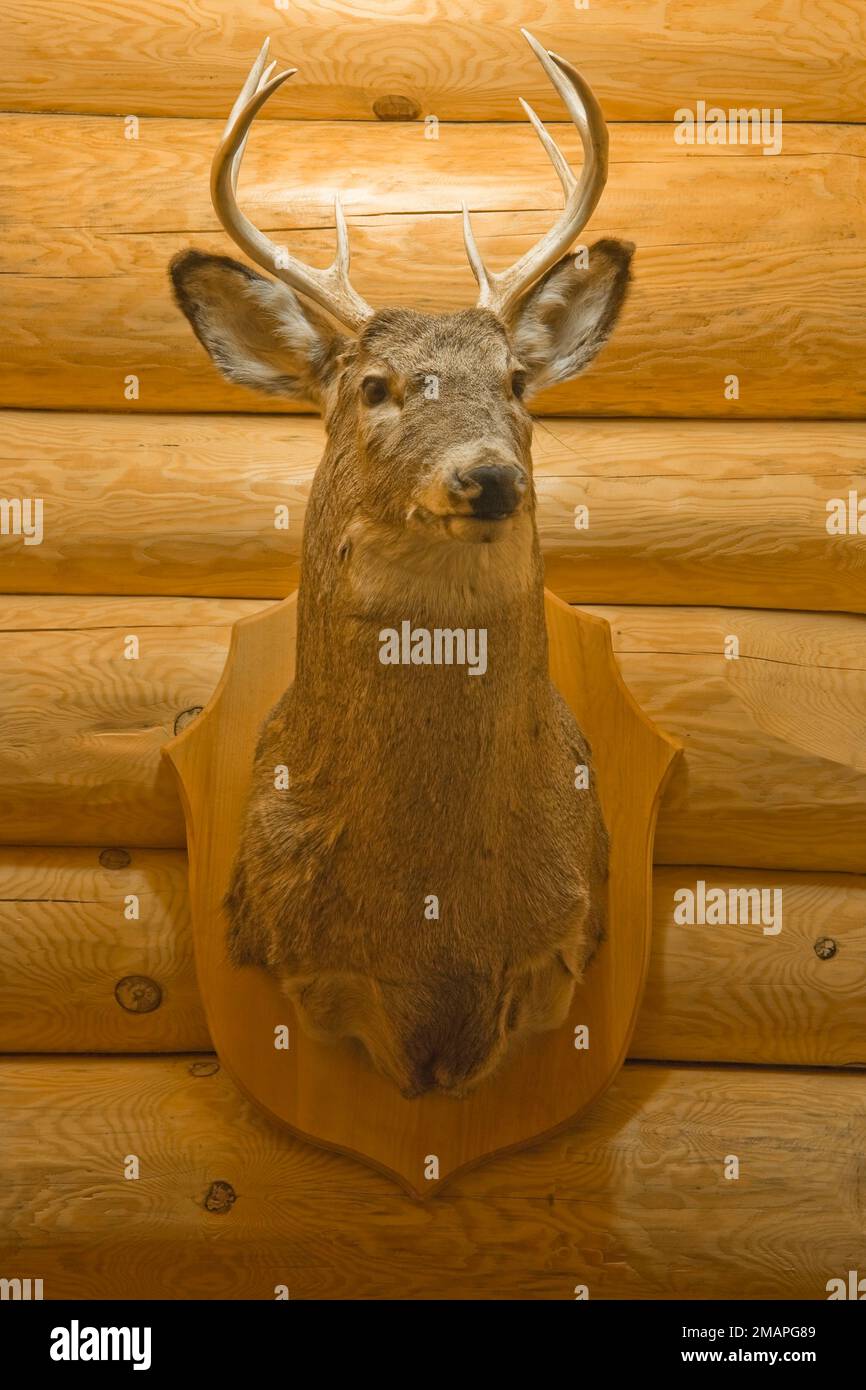 Mounted buck deer trophy on log wall inside Scandinavian style log home ...