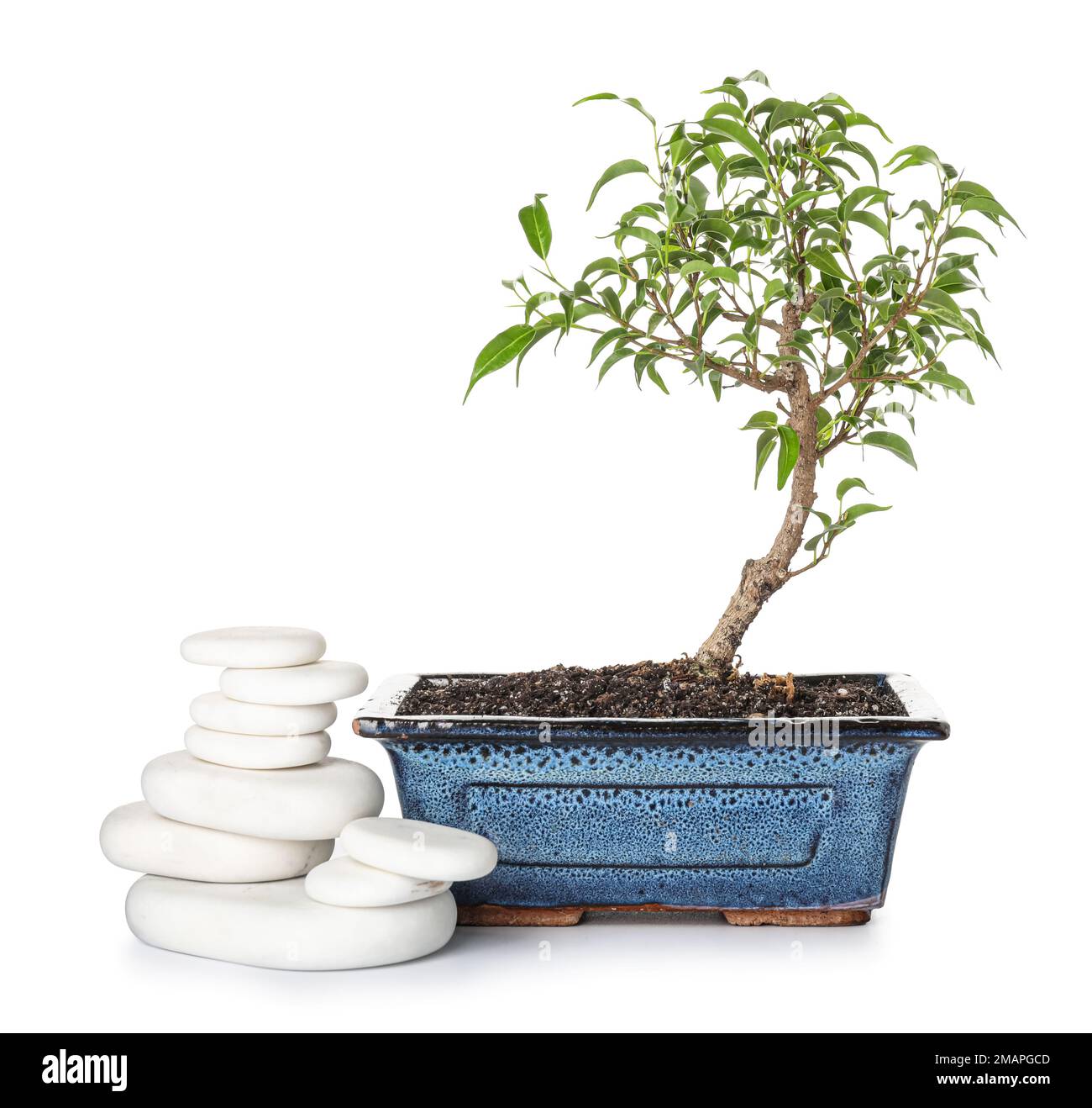 Bonsai tree with stones on white background Stock Photo - Alamy