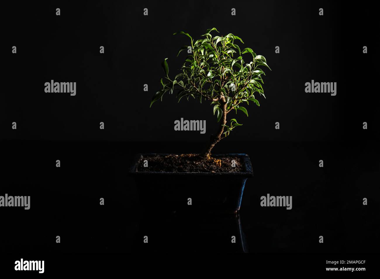 Bonsai tree on black background Stock Photo - Alamy