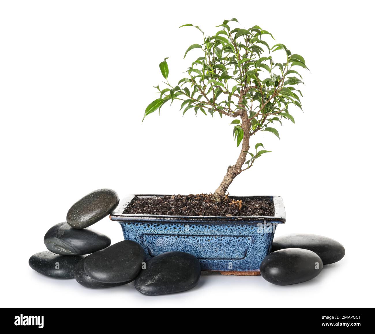 Bonsai tree with stones on white background Stock Photo - Alamy