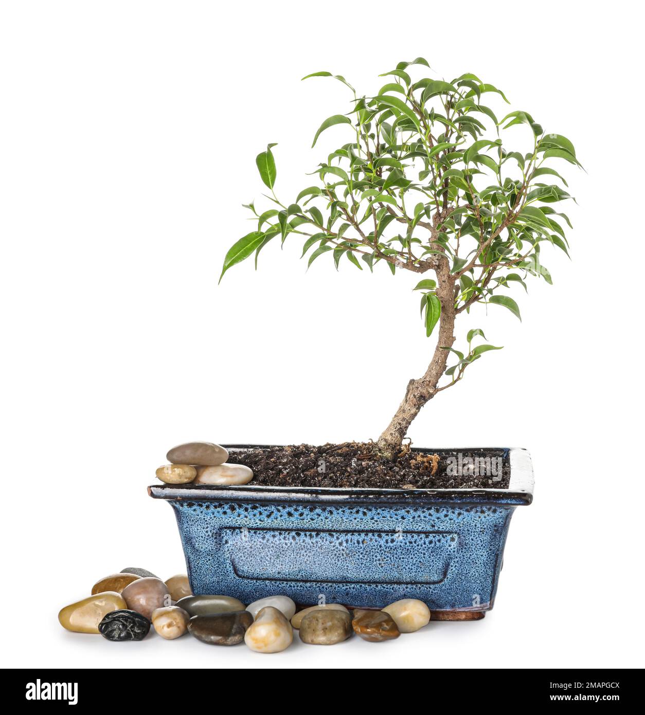 Bonsai tree with pebbles on white background Stock Photo - Alamy