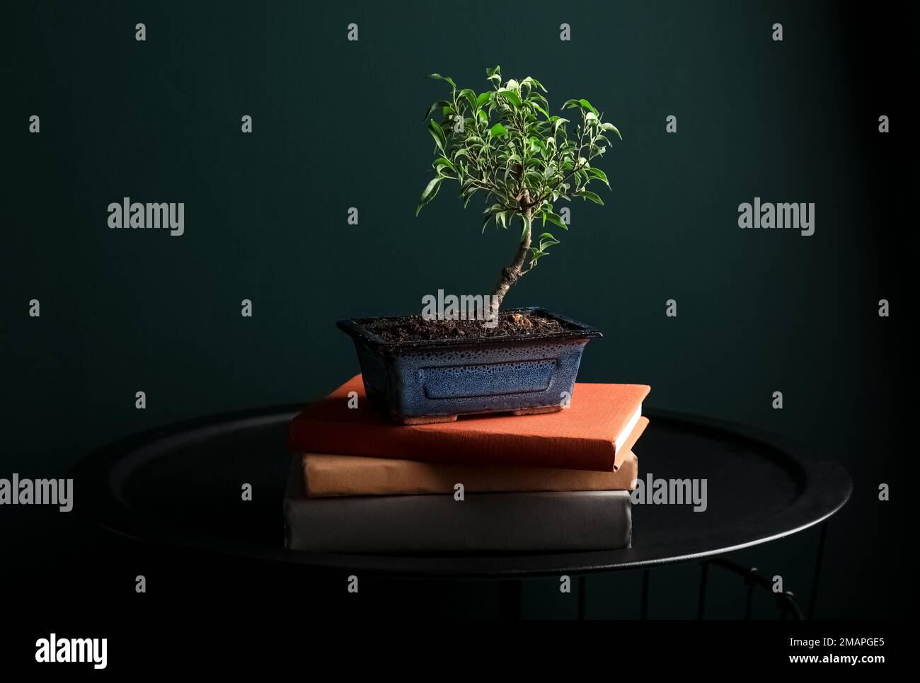 Table with Bonsai tree and books on dark background Stock Photo - Alamy