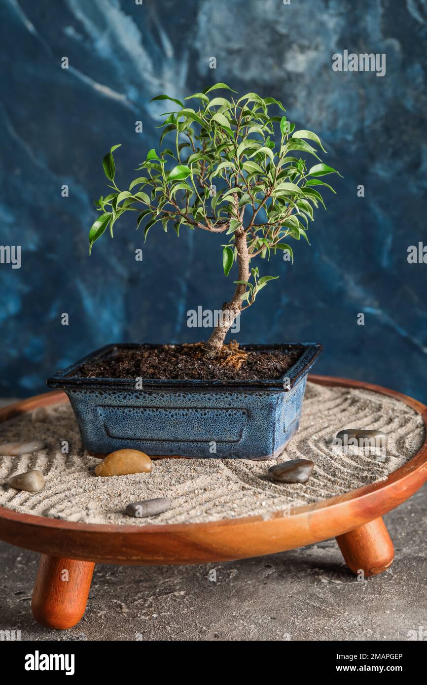 Stand with Bonsai tree, pebbles and sand on table near blue wall Stock ...