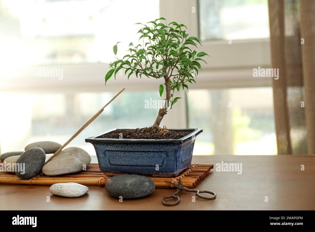 Bonsai tree with spa stones and scissors on shelf near window Stock ...