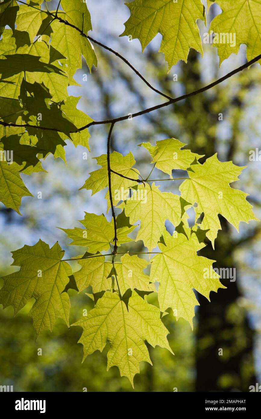 Acer - Maple Tree leaves in spring Stock Photo - Alamy