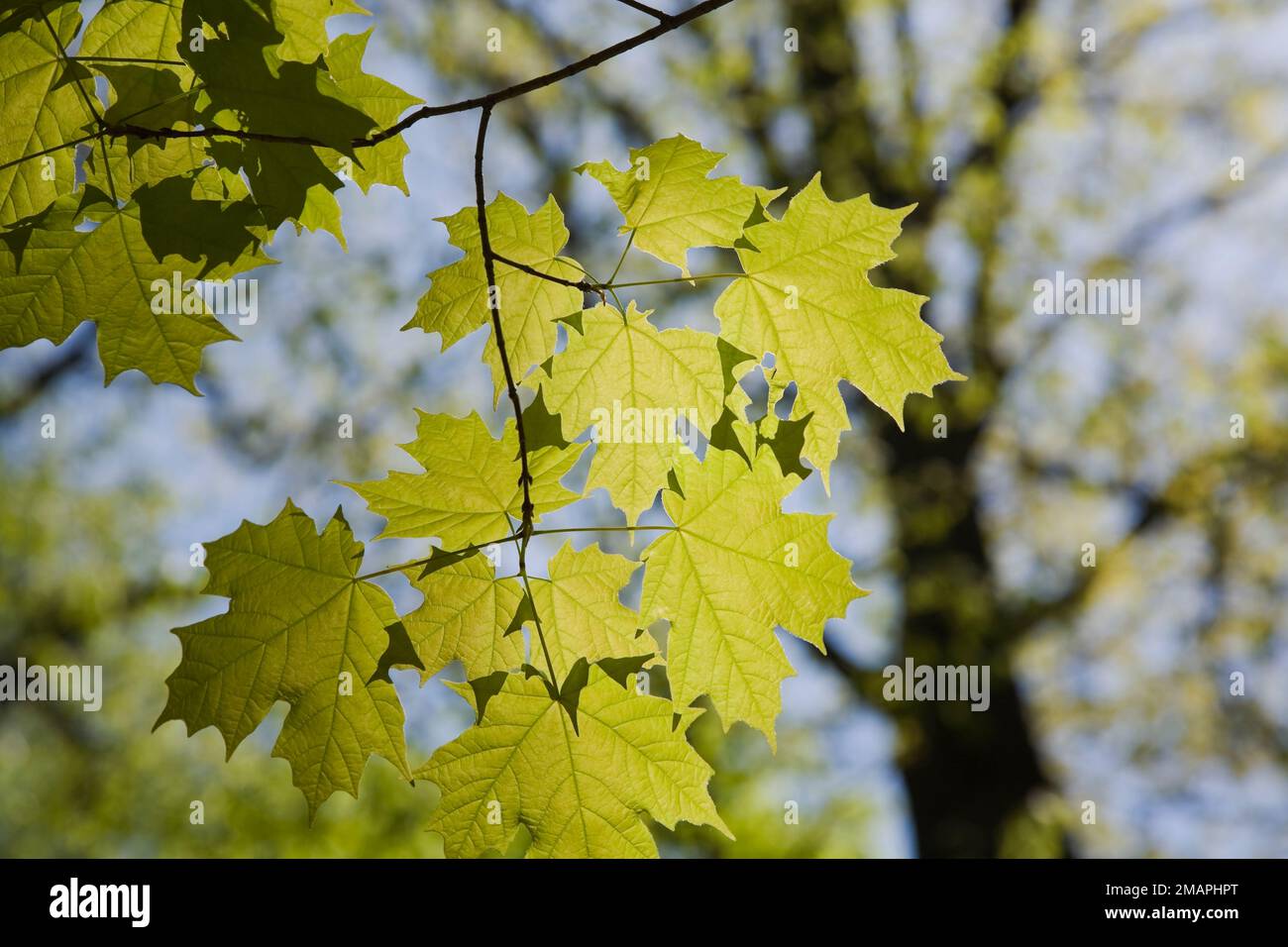 Acer tree silhouette hi-res stock photography and images - Alamy