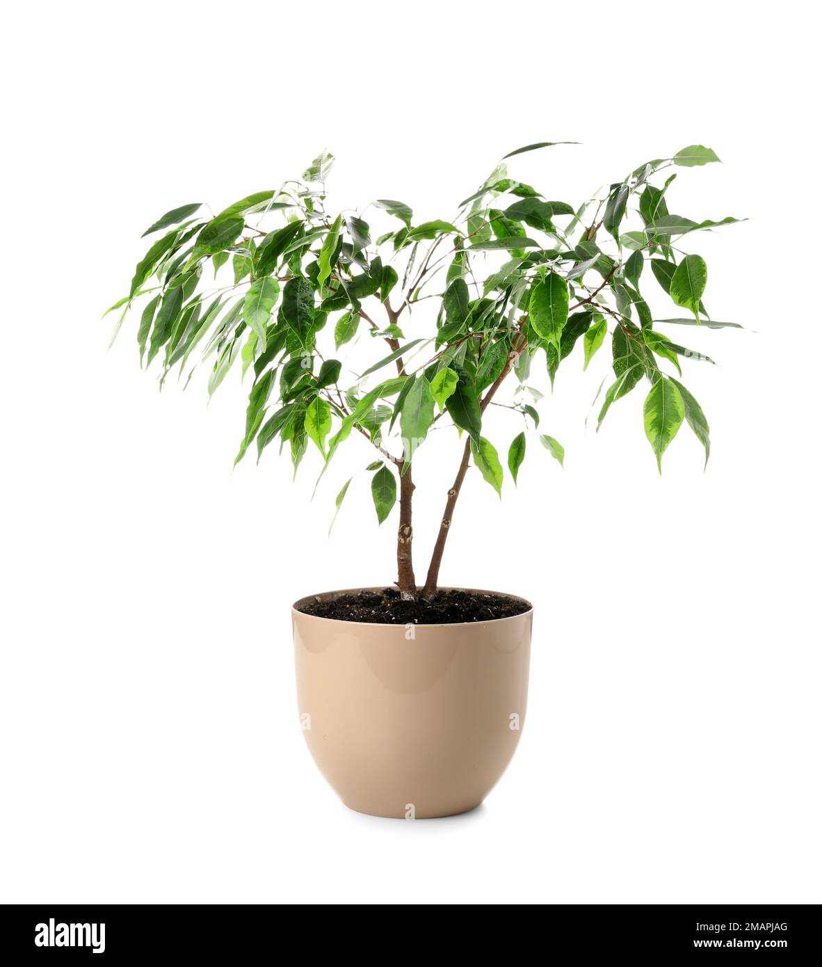 Ficus tree in pot on white background Stock Photo - Alamy
