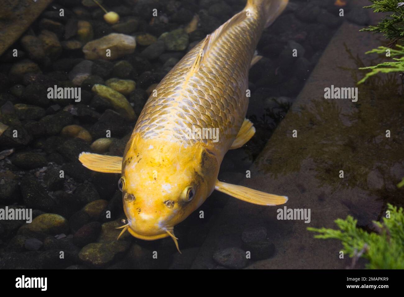 Golden yellow Cyprinus carpio - Japanese Koi fish in pond in summer ...