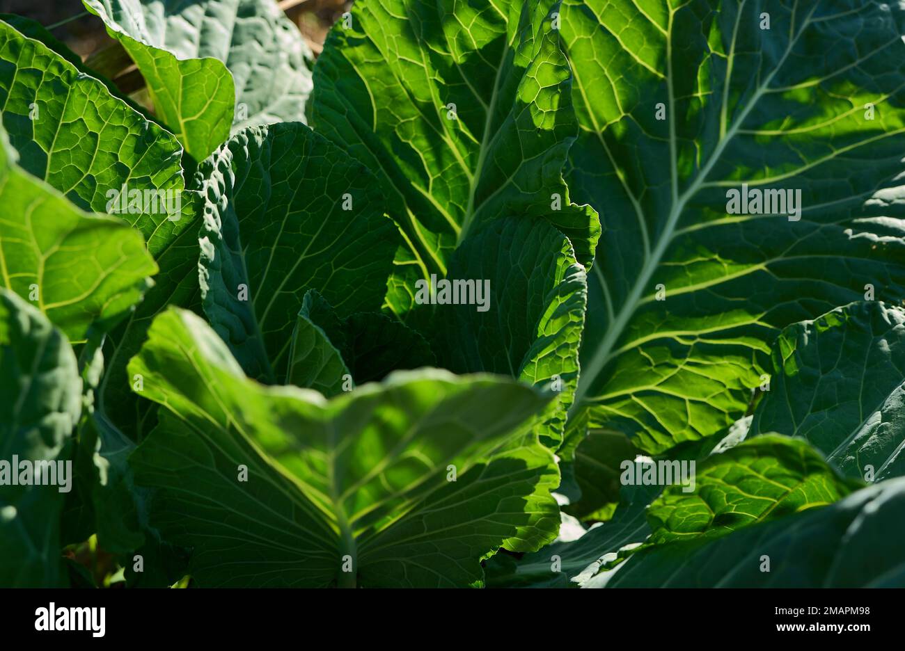 The green vegetable leaves with sunlight Stock Photo - Alamy