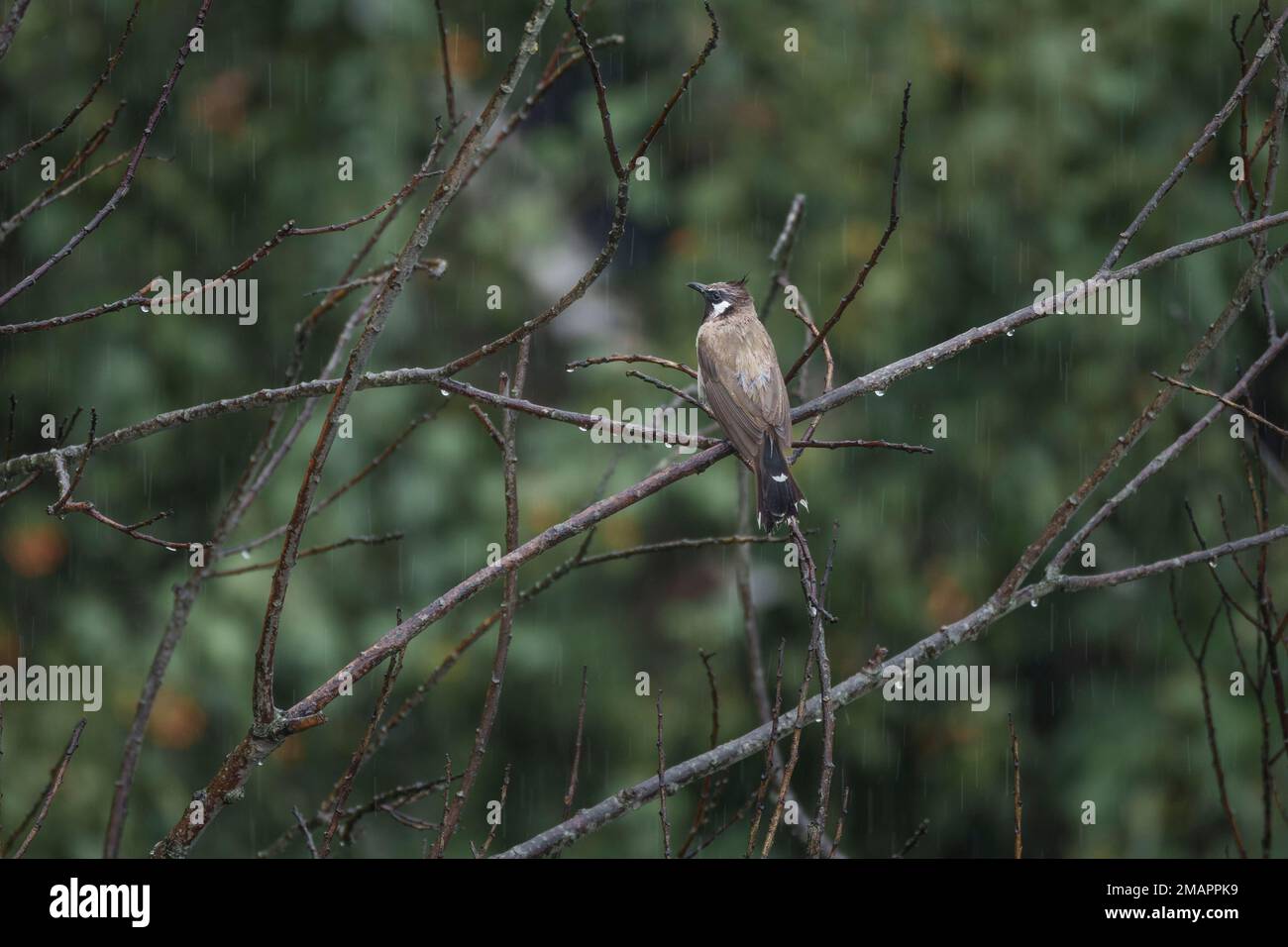 An Himalayan Bulbul bird sits on a tree in the rain in Dharmsala, India ...