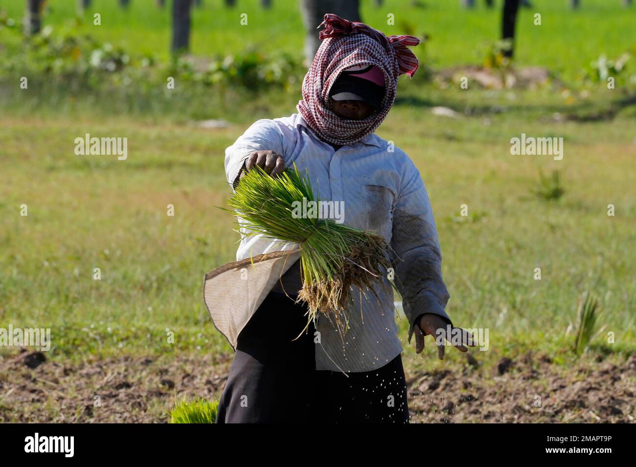 Map Of Cambodia Farming