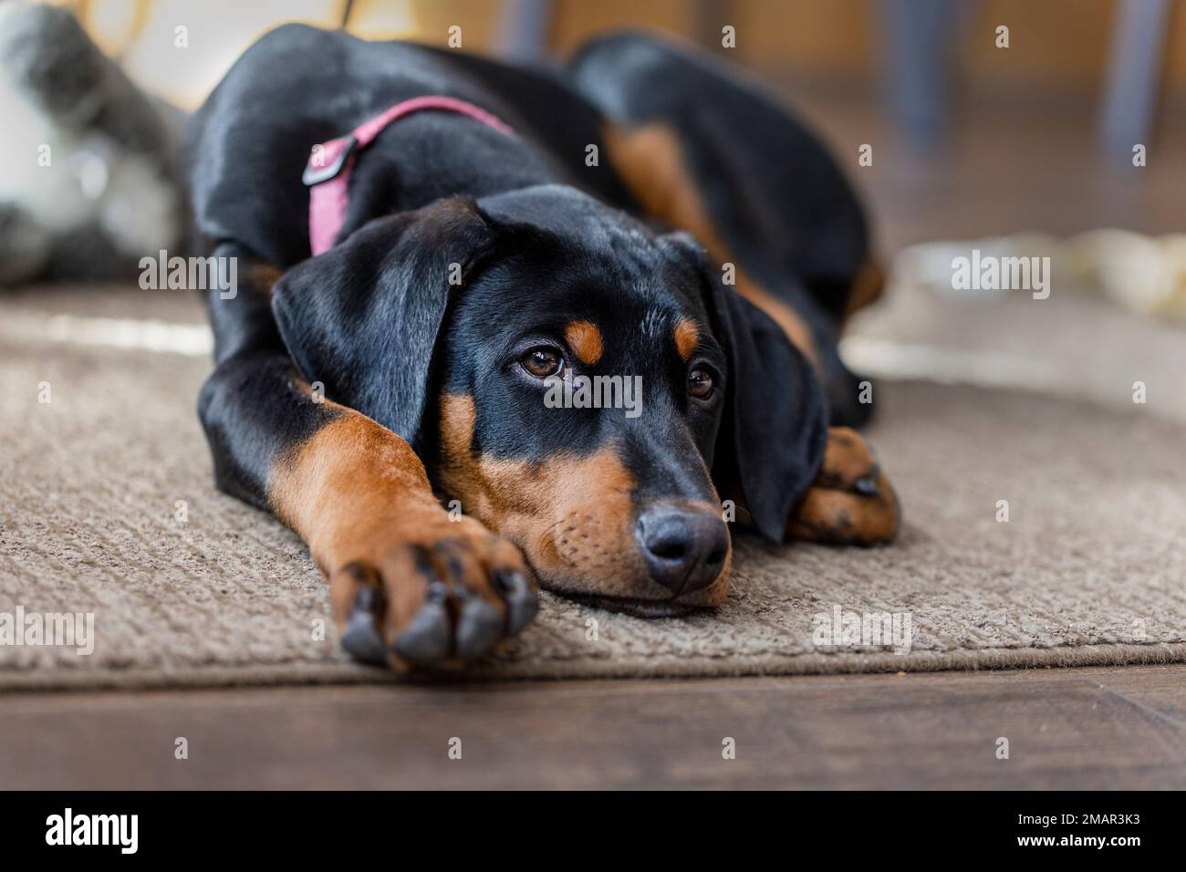 Cute Red Doberman Puppies