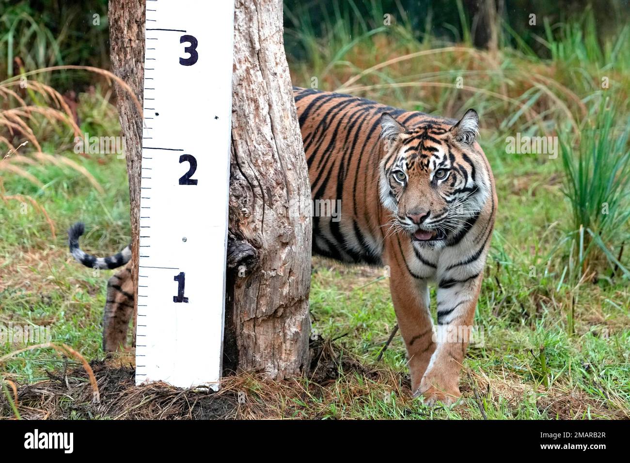 Geysha a Sumatran Tiger inspects a ruler set up to measure her at ZSL London Zoo, in London ...
