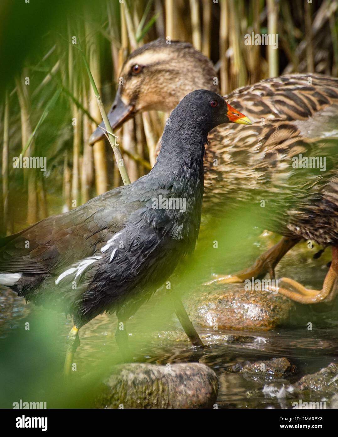 Side view of two birds perching at lake Stock Photo - Alamy