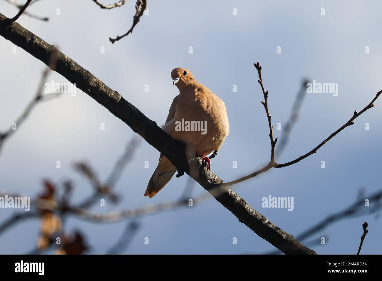 Mourning dove perched on a tree branch Stock Photo - Alamy
