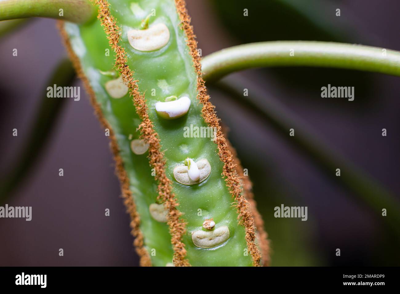 Madagascar jewel poisonous milk drops - Euphorbia leuconeura dangerous ...