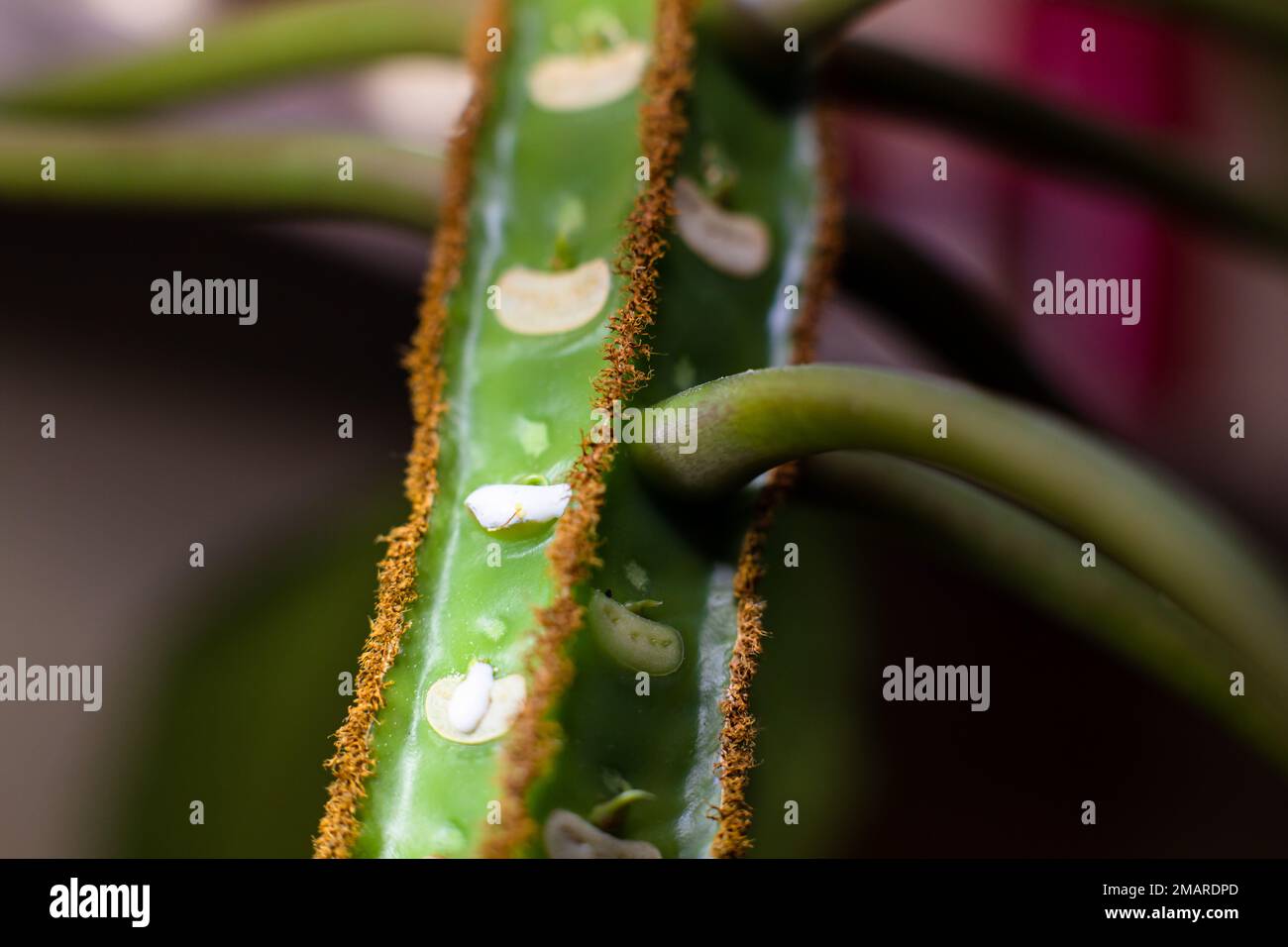 Madagascar jewel poisonous milk drops - Euphorbia leuconeura dangerous ...