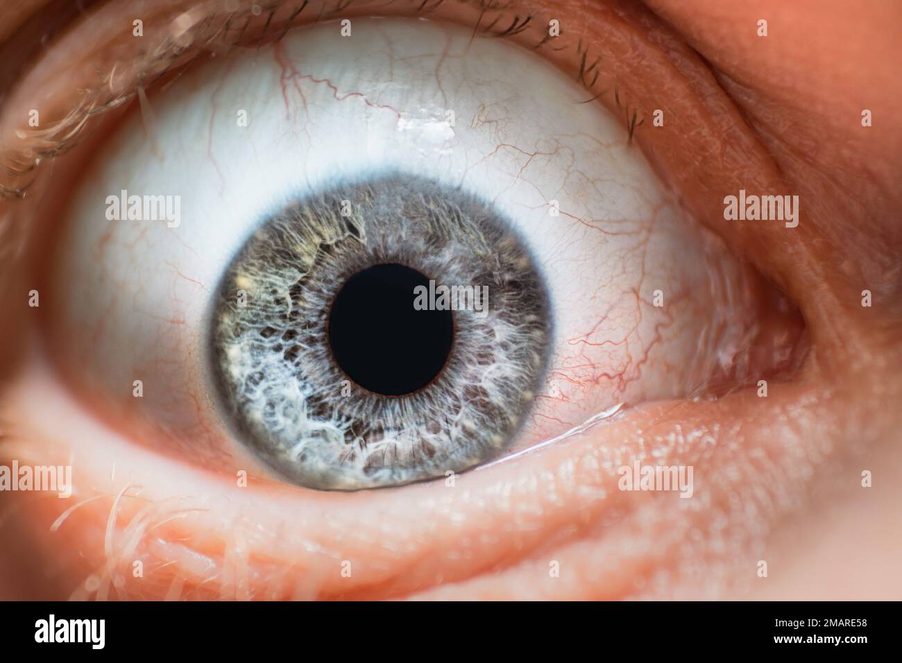 Caucasian male grey blue eye close up super macro Stock Photo - Alamy