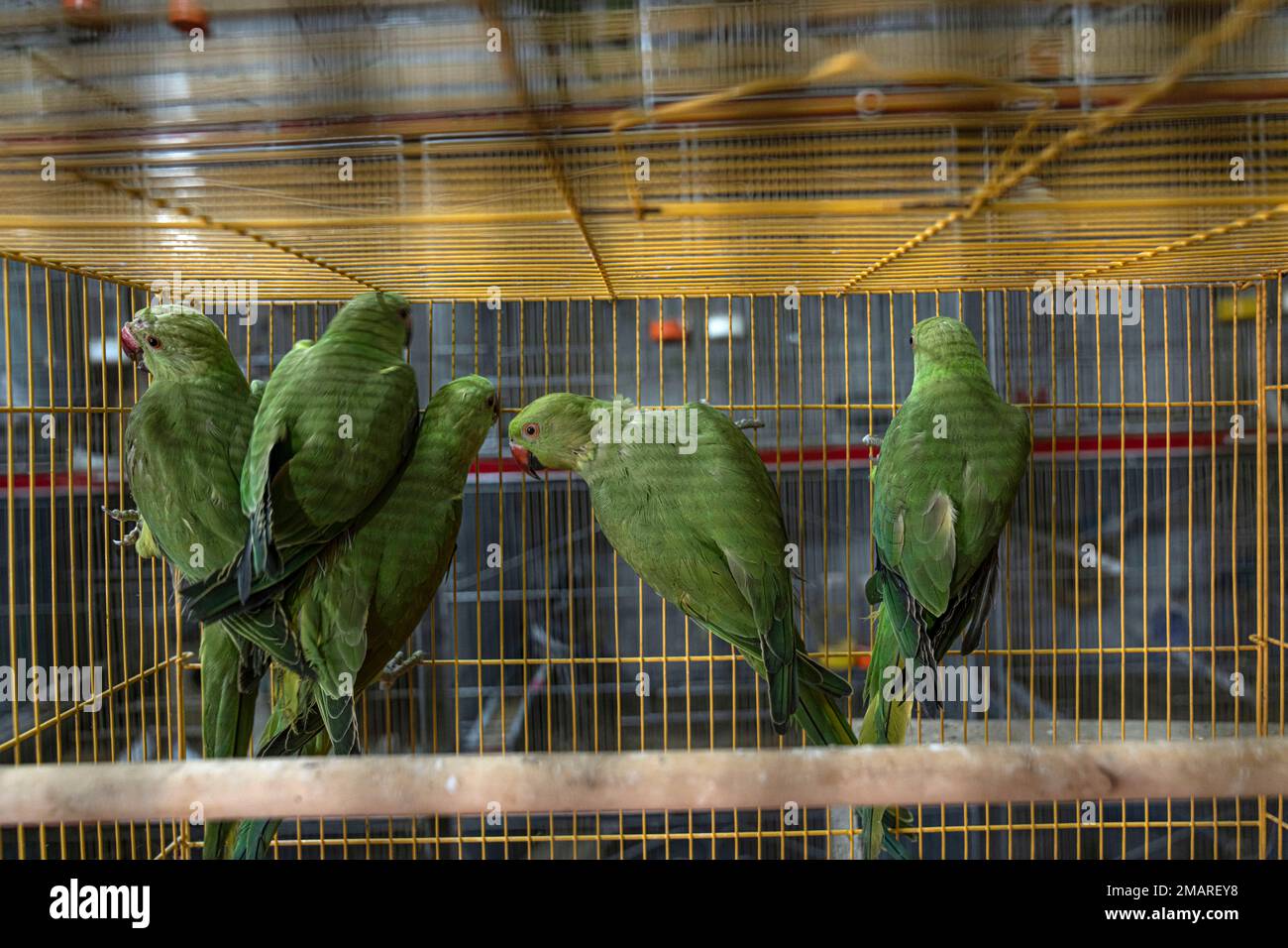 Parakeets in a cage in preparation for sale in a shop in Gaza City ...