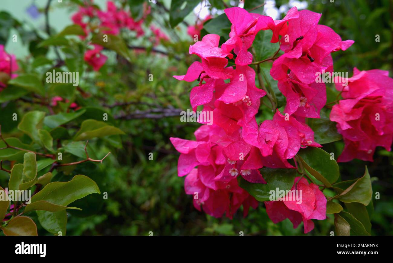 Pink Bougainvillea Flowers In The Garden Muntok Indonesia Stock Photo