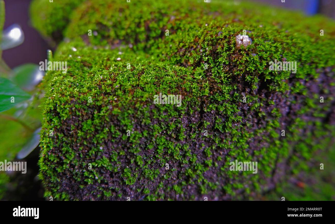 Green Moss Plant, Close-up View, Growing On The Edge Of The Brick ...