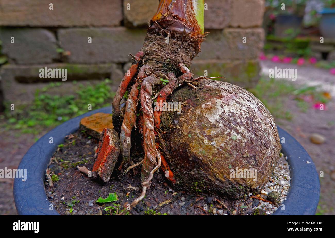 Mini coconut tree hi-res stock photography and images - Alamy