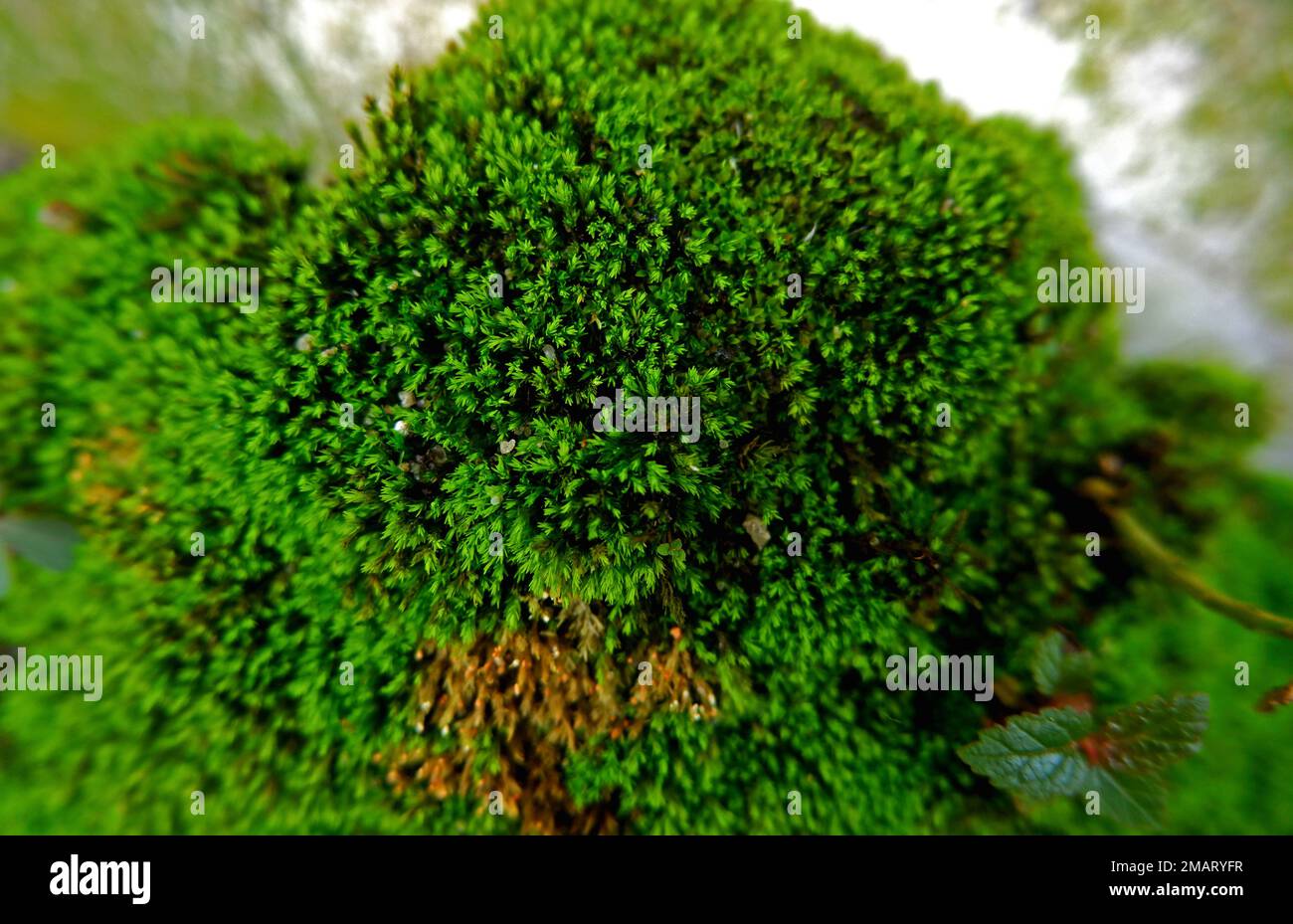 Beautiful Green Moss Plants Grow Covering The Rock Stock Photo - Alamy
