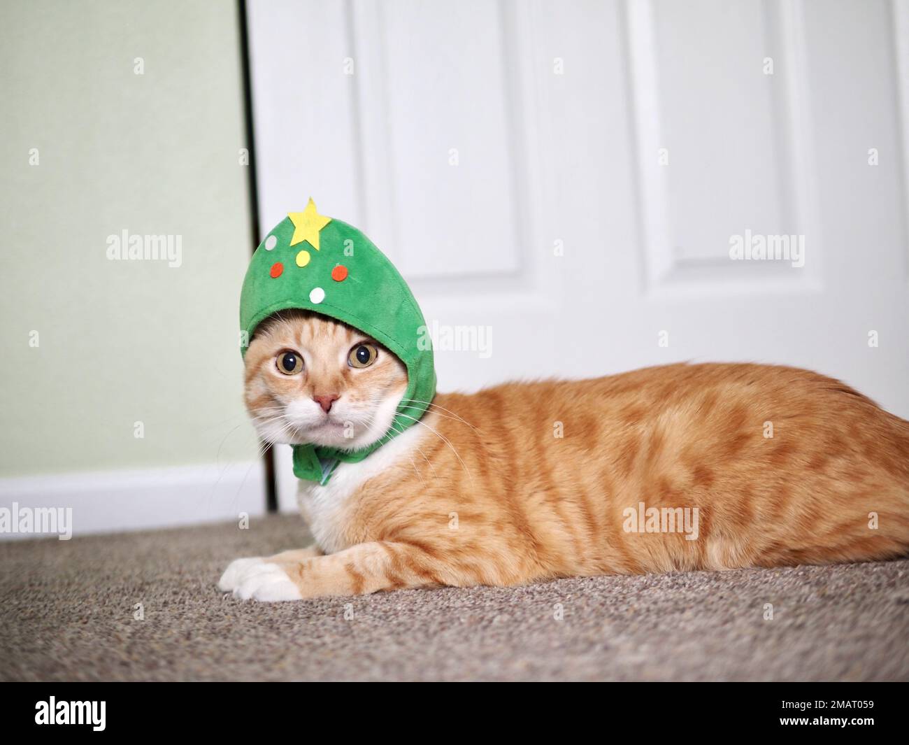 Mika the Orange Tabby in Christmas Costume Stock Photo - Alamy