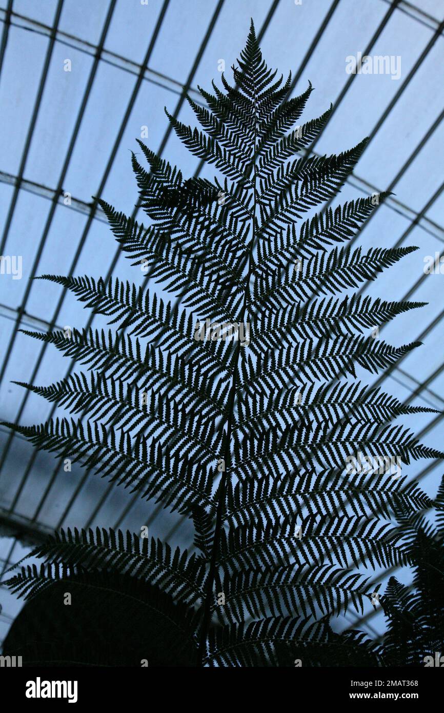 A vertical shot of Ferns in a greenhouse Stock Photo - Alamy