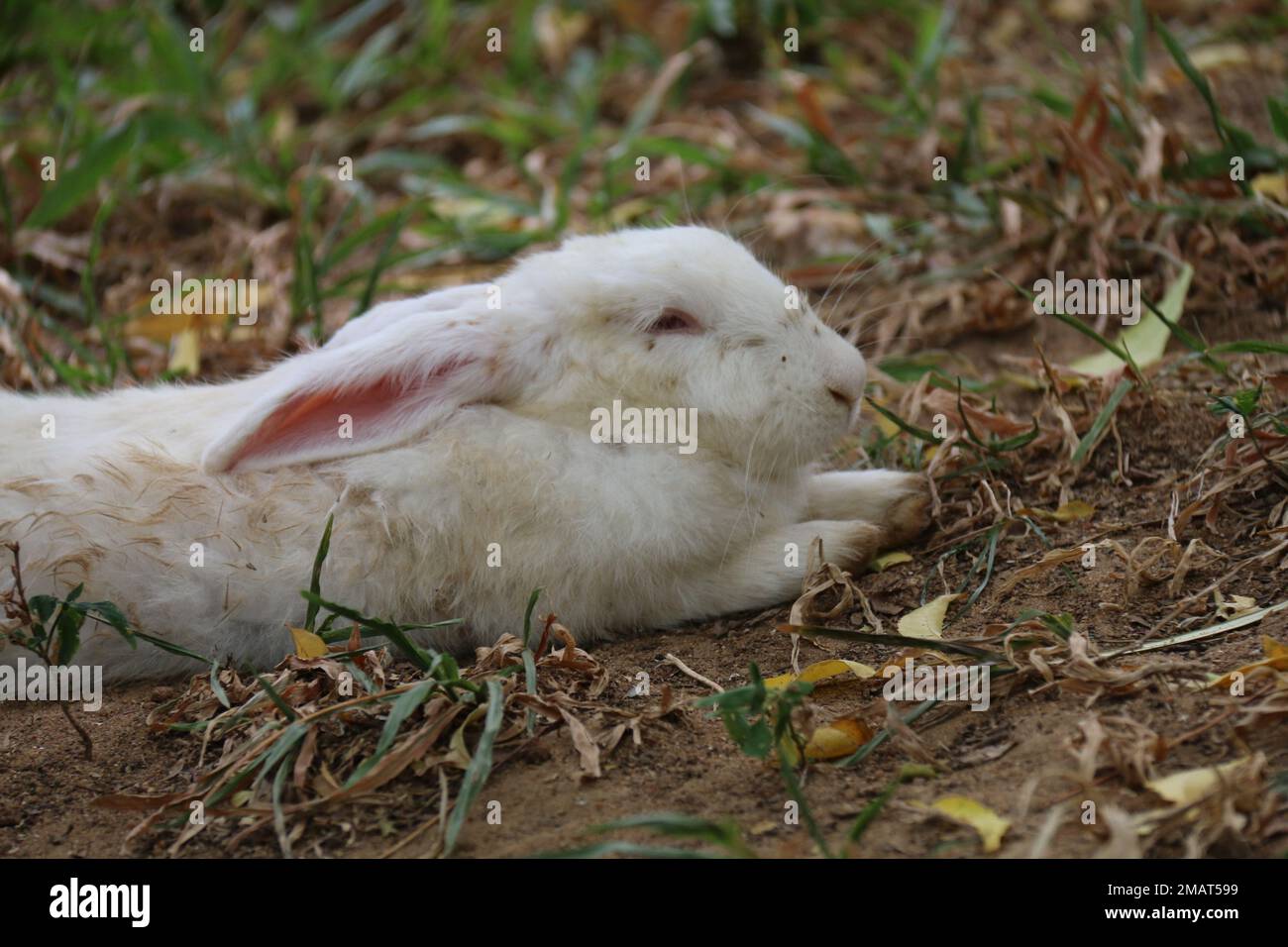 Safari hotel sri lanka hi-res stock photography and images - Alamy
