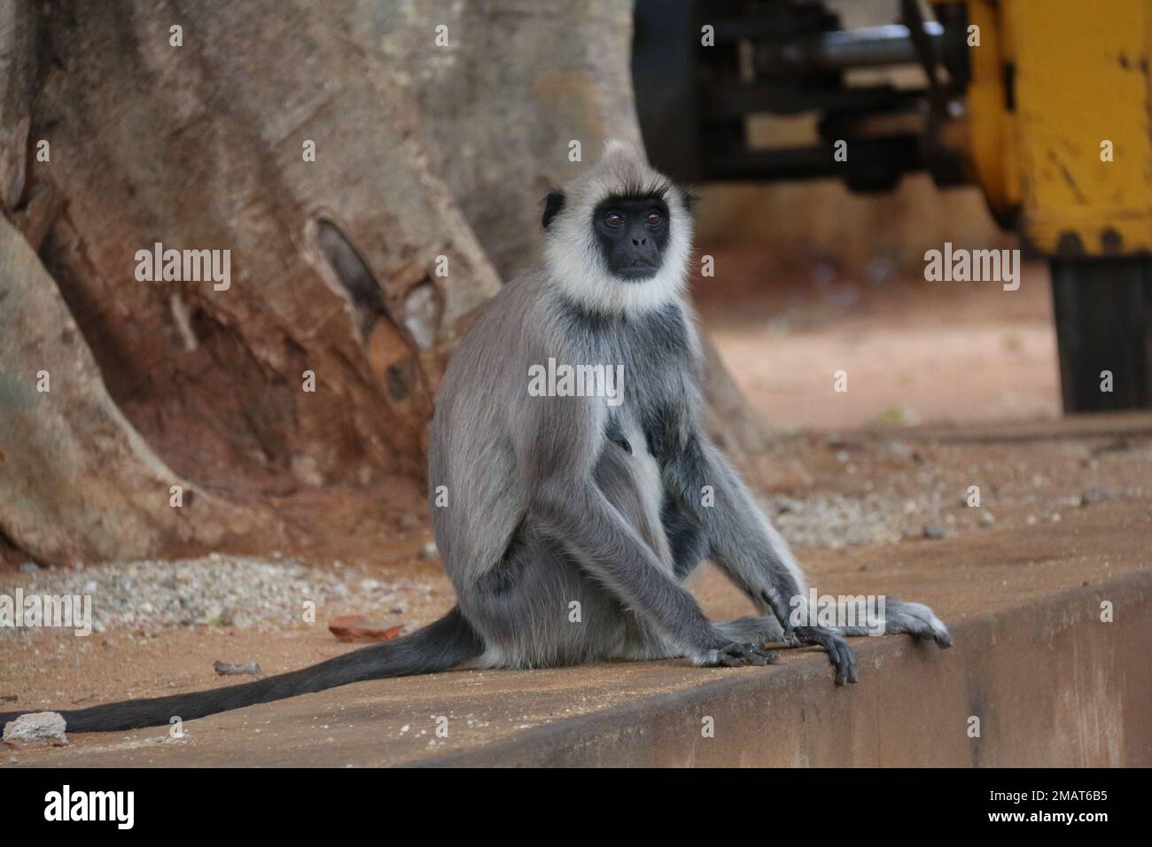 Monkeys and Grey Languor's in the forest. Sri Lanka Stock Photo - Alamy