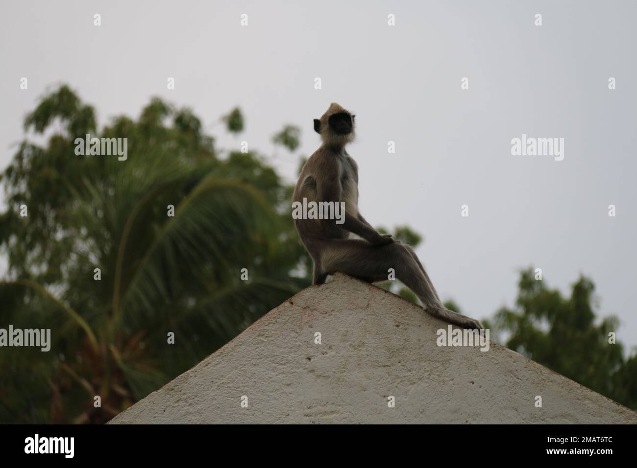 Monkeys and Grey Languor's in the forest. Sri Lanka Stock Photo - Alamy